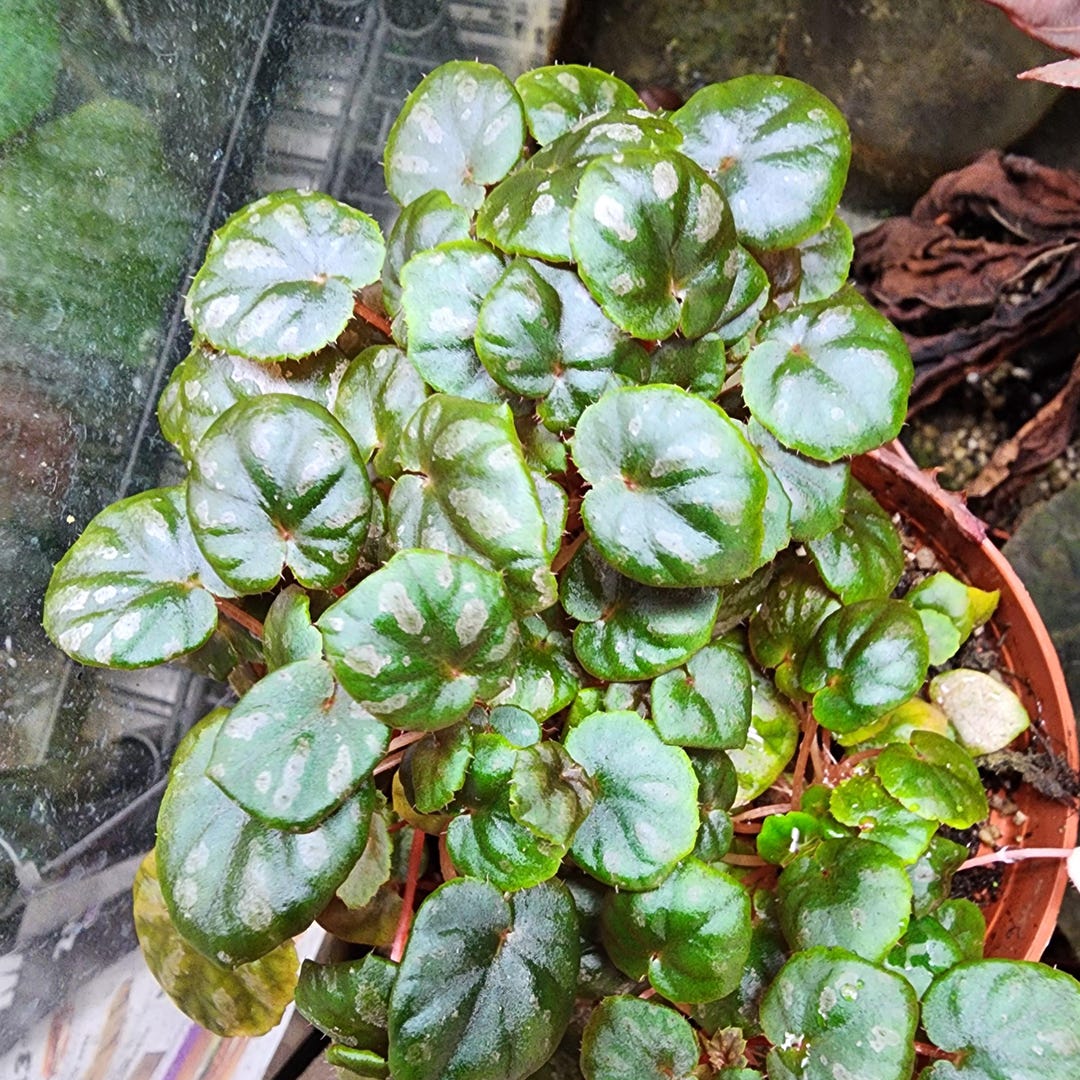 Begonia 'peridot', Smallest Rex Hybrid for Terrarum. 2 Inch Potted ...