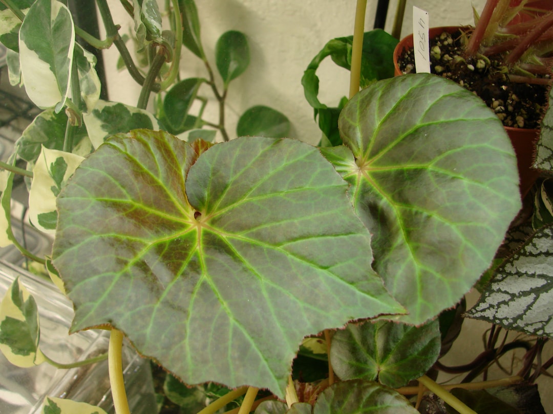 Begonia U514, Terrarium Species From Thailand. 2 Inch Potted Plant - Etsy