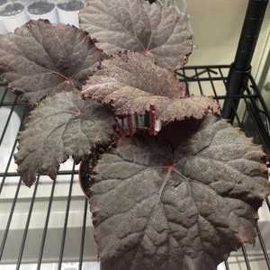 Begonia U485, Highly Iridescent, Believed to Be a Hybrid. 2 Inch Potted ...