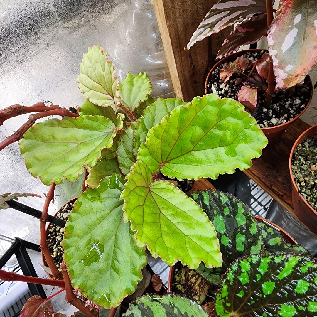 Begonia Ciliobracteata, Terrarium Plant From Tropical Africa. 2 Inch ...