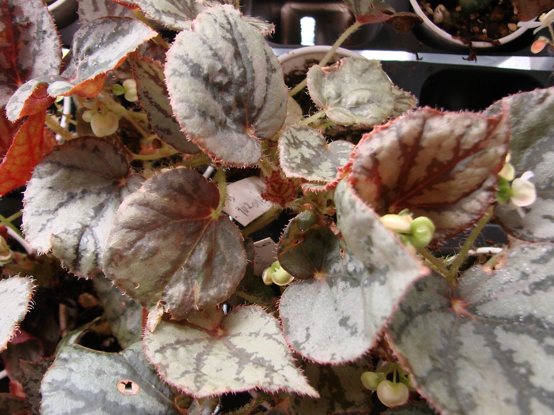 Begonia Luzonensis, Terrarium Species From the Philippines, 2 Inch Pot ...