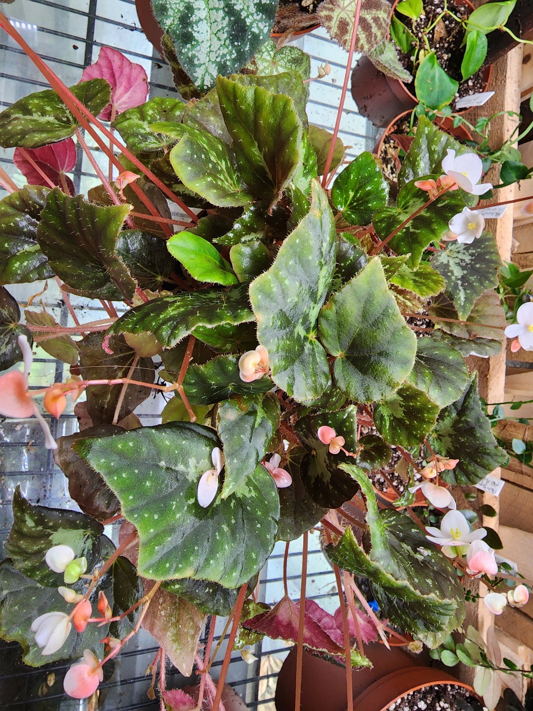 Begonia U074 - Etsy