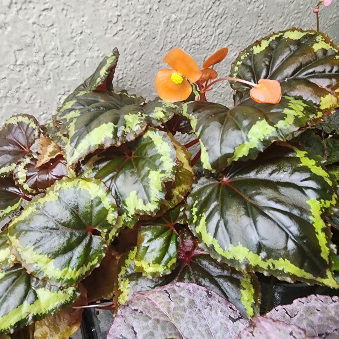 Begonia Ignita, Terrarium Species From Indonesia. 2 Inch Potted Plant ...