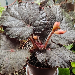 Begonia U485, Highly Iridescent, Believed to Be a Hybrid. 2 Inch Potted ...