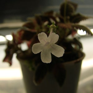Micro Mini - Etsy