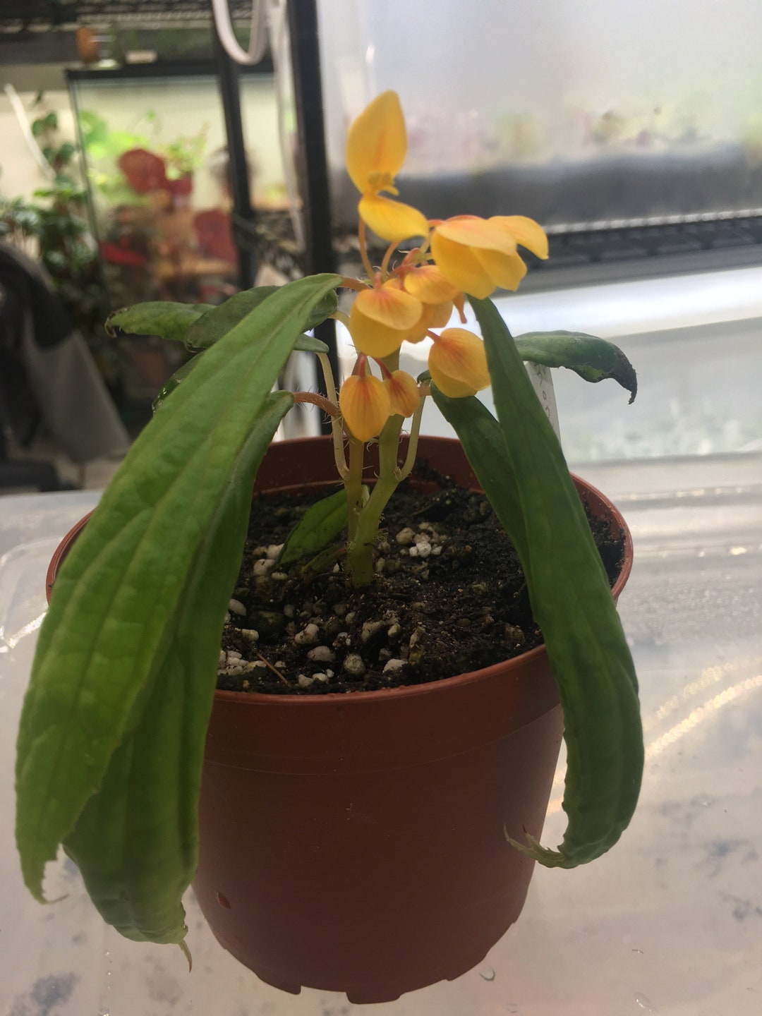 Begonia Montis Elephantis, Terrarium Species From Africa. 2 Inch Potted ...