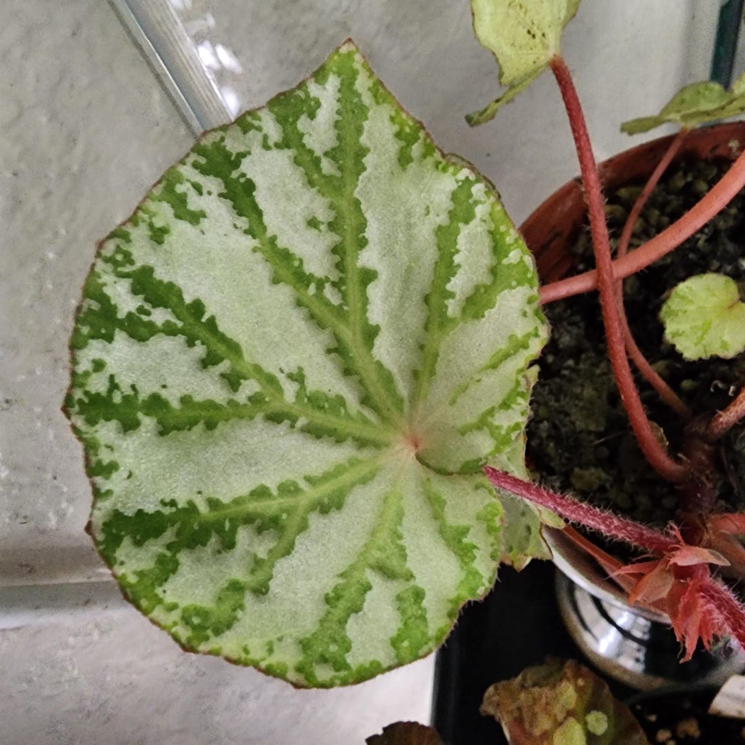 Begonia Lidi, Terrarium Species From Indonesia, 2 Inch Potted Plant - Etsy