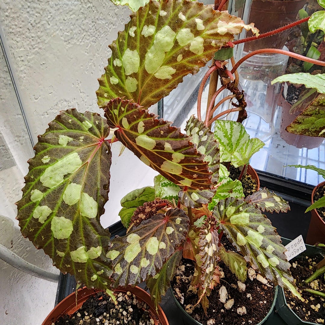 Begonia Mantuk, Terrarium Species From Papua New Guinea, 2 Inch Potted ...