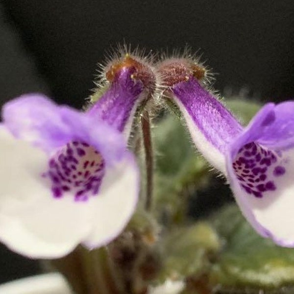 Streptocarpus - Etsy