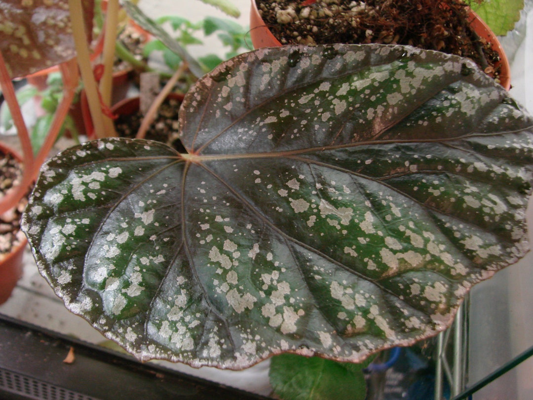 Begonia Handelii Var. Prostata, Terrarium Species From China. 2 Inch ...