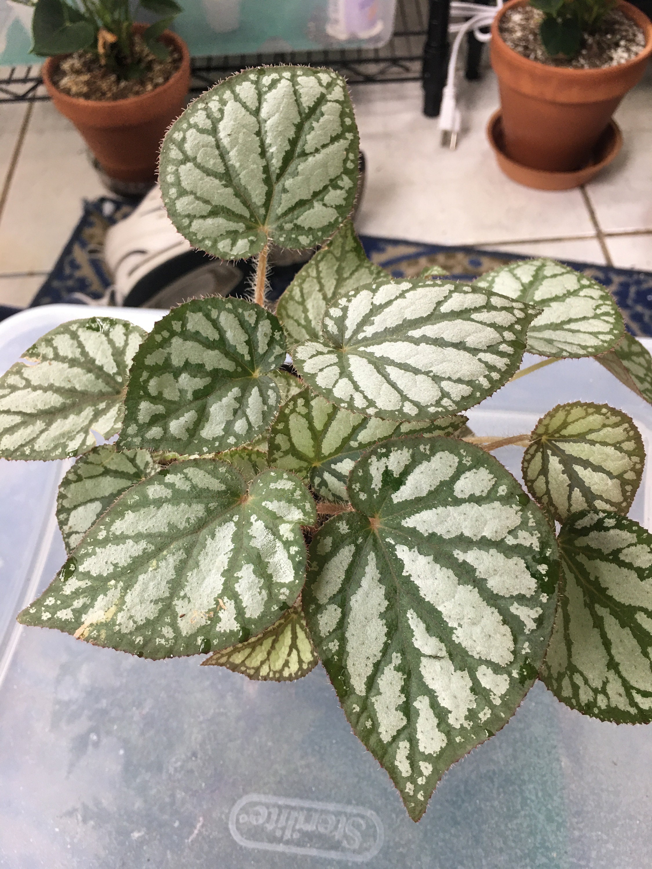 Plants Terrarium Supplies Begonia U400 Craft Supplies & Tools etna.com.pe