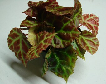 Begonia Rajah 4pot ALL PLANTS Require You to Purchase 2 Plants - Etsy