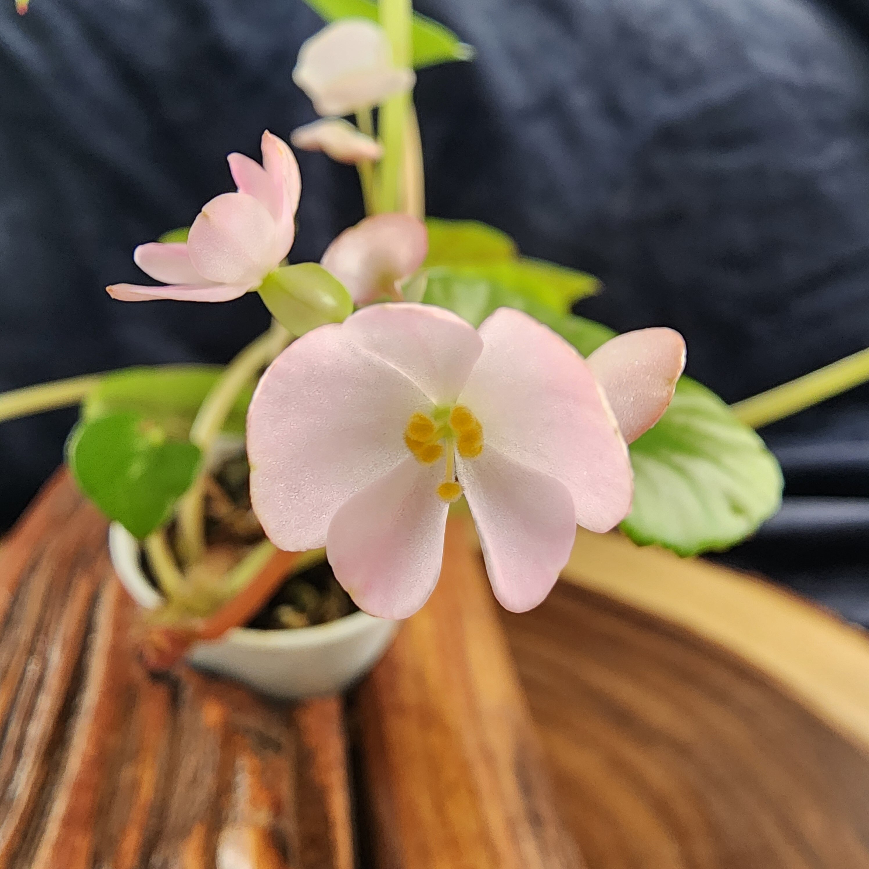 Begonia Tabonensis, Terrarium Species From the Philippines. 2 Inch ...