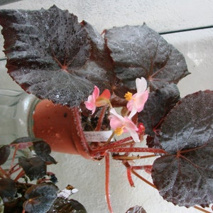 Begonia U485, Highly Iridescent, Believed to Be a Hybrid. 2 Inch Potted ...