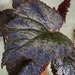 Begonia U485, Highly Iridescent, Believed to Be a Hybrid. 2 Inch Potted ...