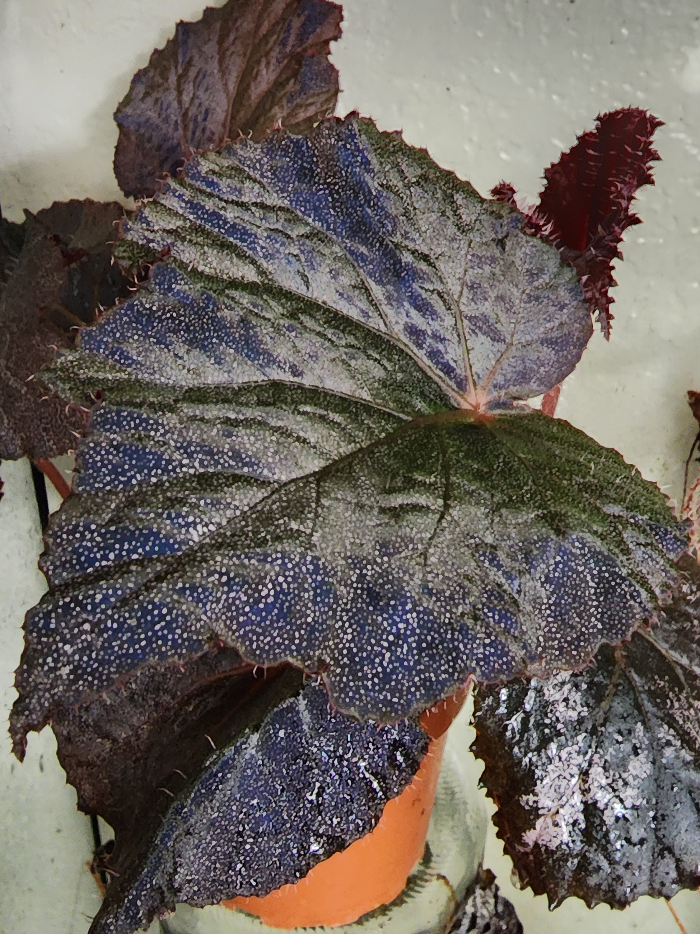Begonia U485, Highly Iridescent, Believed to Be a Hybrid. 2 Inch Potted ...