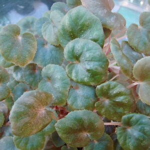 Begonia 'peridot', Smallest Rex Hybrid for Terrarum. 2 Inch Potted ...