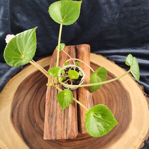 Begonia Tabonensis, Terrarium Species From the Philippines. 2 Inch ...
