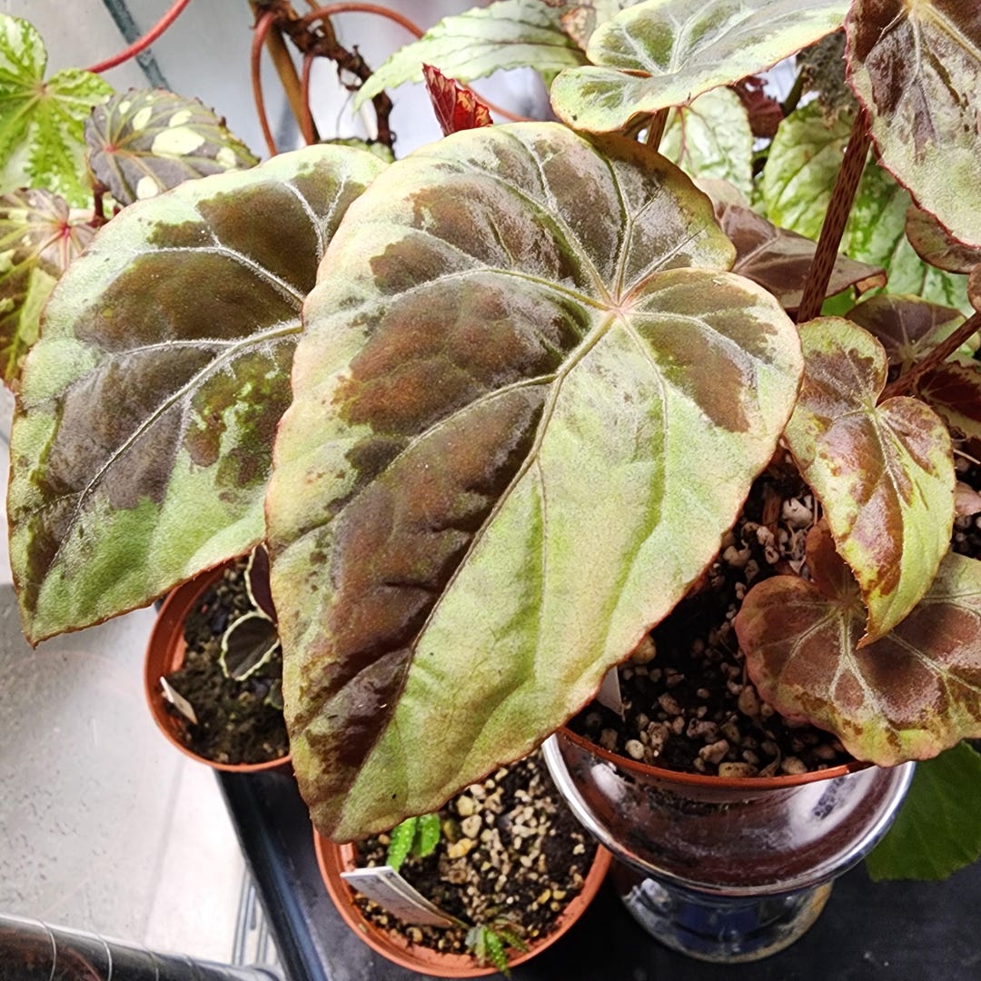 Begonia Burkillii, Silver Edge. Terrarium Species From India. 2 Inch ...