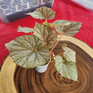 Begonia U484, Species Introduced by Mary Sizemore, With Origin ...