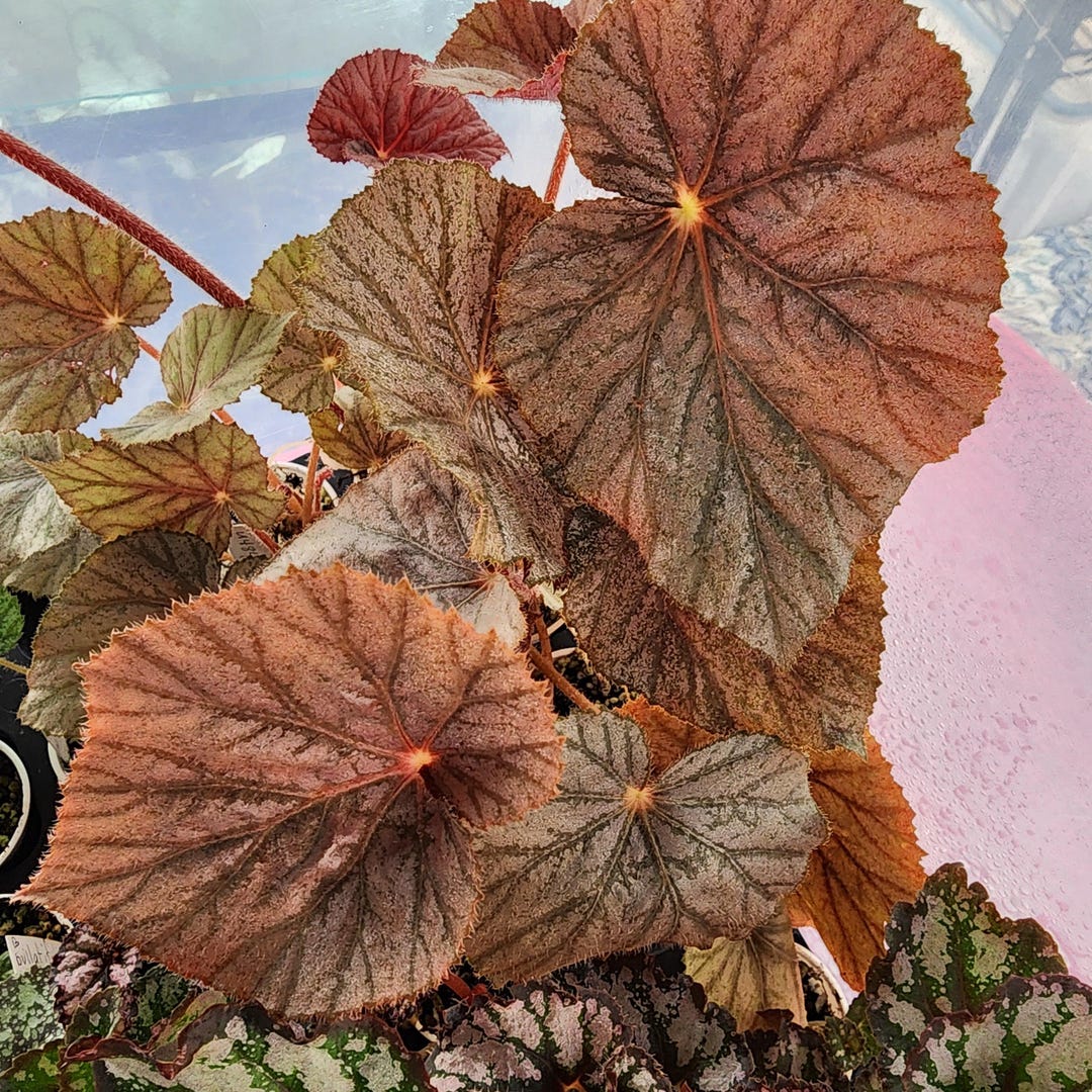 Begonia U484, Species Introduced by Mary Sizemore, With Origin ...