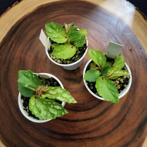 Begonia Mantuk, Terrarium Species From Papua New Guinea, 2 Inch Potted ...