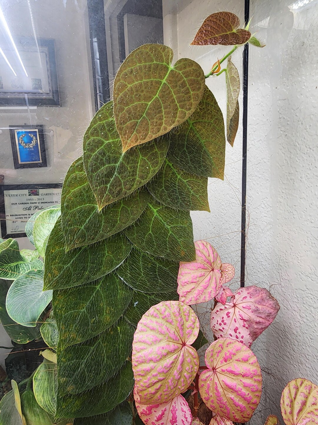 Ficus Villosa (shingling Plant) Terrarium Plant From Asia, 2 Inch ...