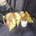 Begonia Mantuk, Terrarium Species From Papua New Guinea, 2 Inch Potted ...