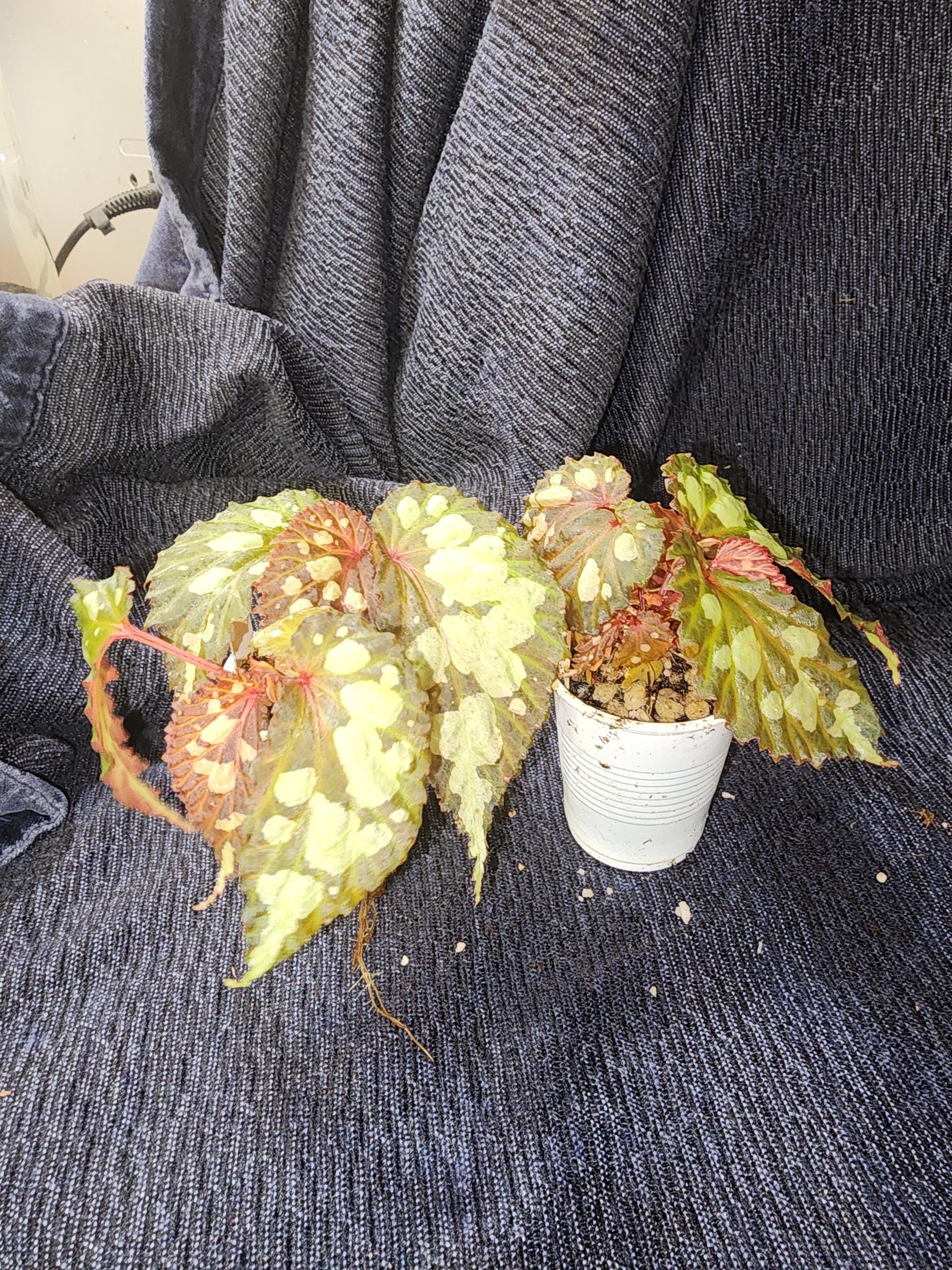 Begonia Mantuk, Terrarium Species From Papua New Guinea, 2 Inch Potted ...