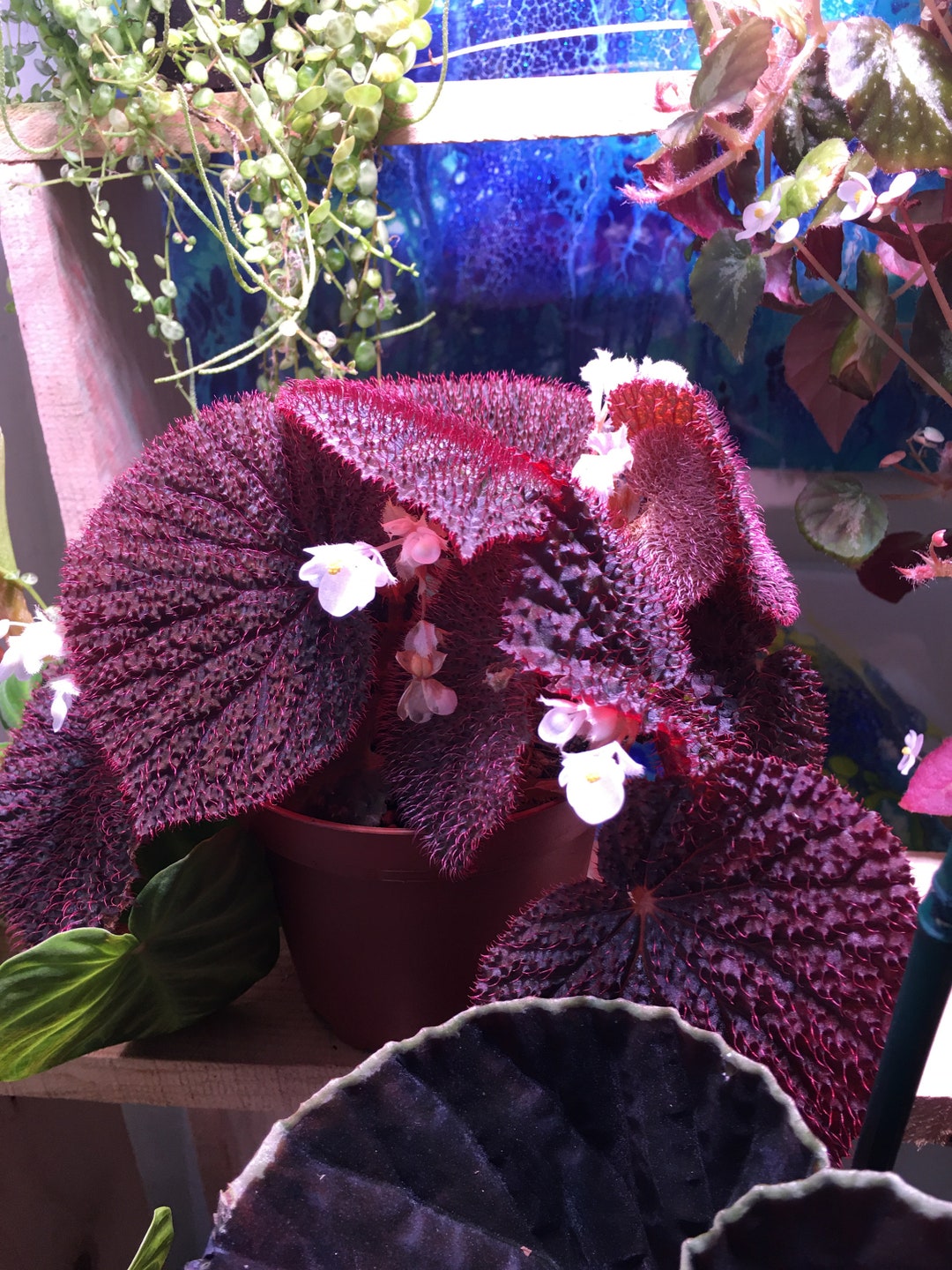 Begonia Baik, From Southeast Asia, for Terrarium Only. 2" Potted Plant ...