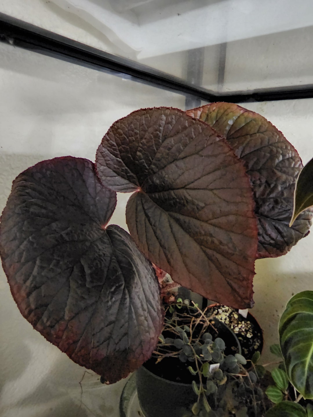 Begonia U508 - Etsy