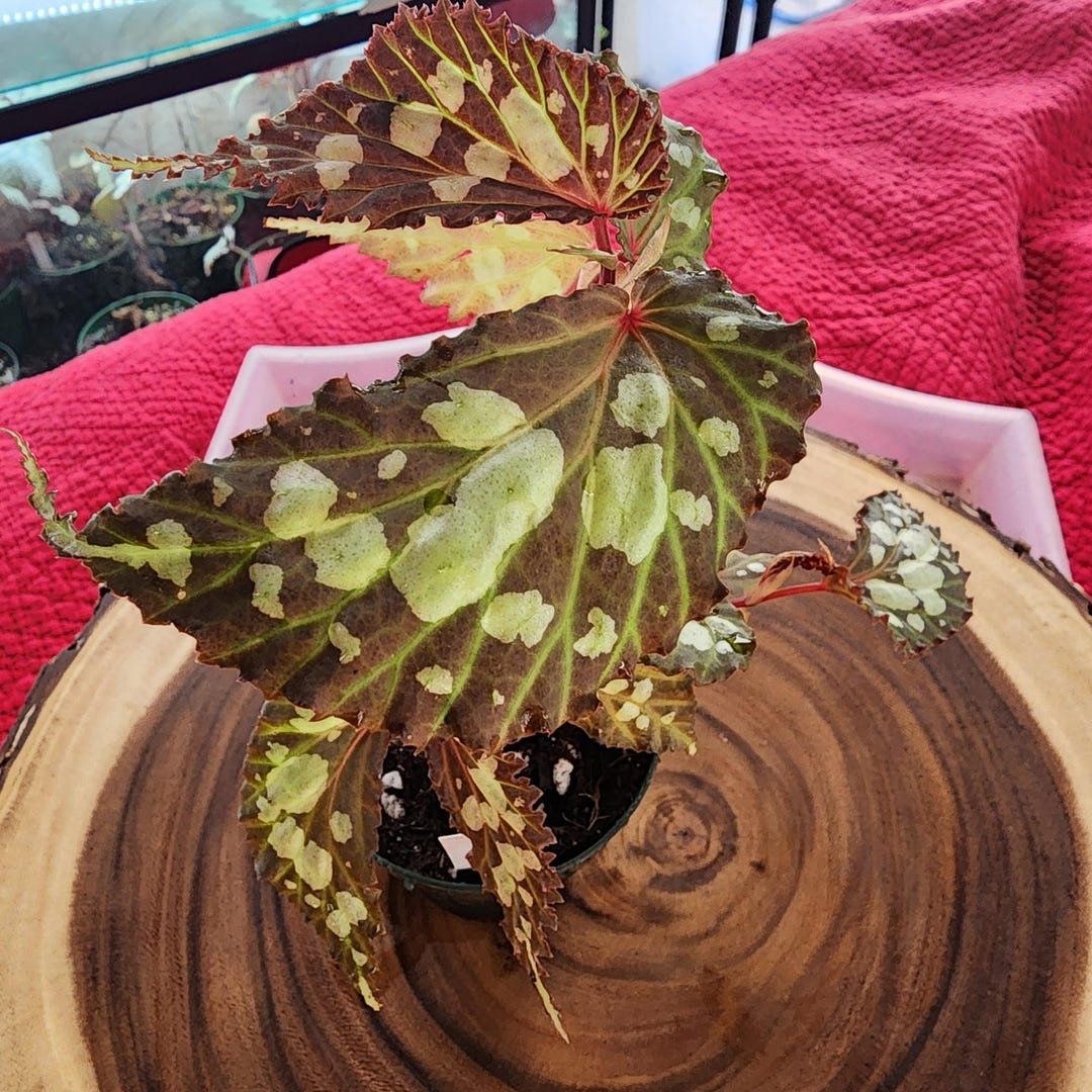 Begonia Mantuk, Terrarium Species From Papua New Guinea, 2 Inch Potted ...