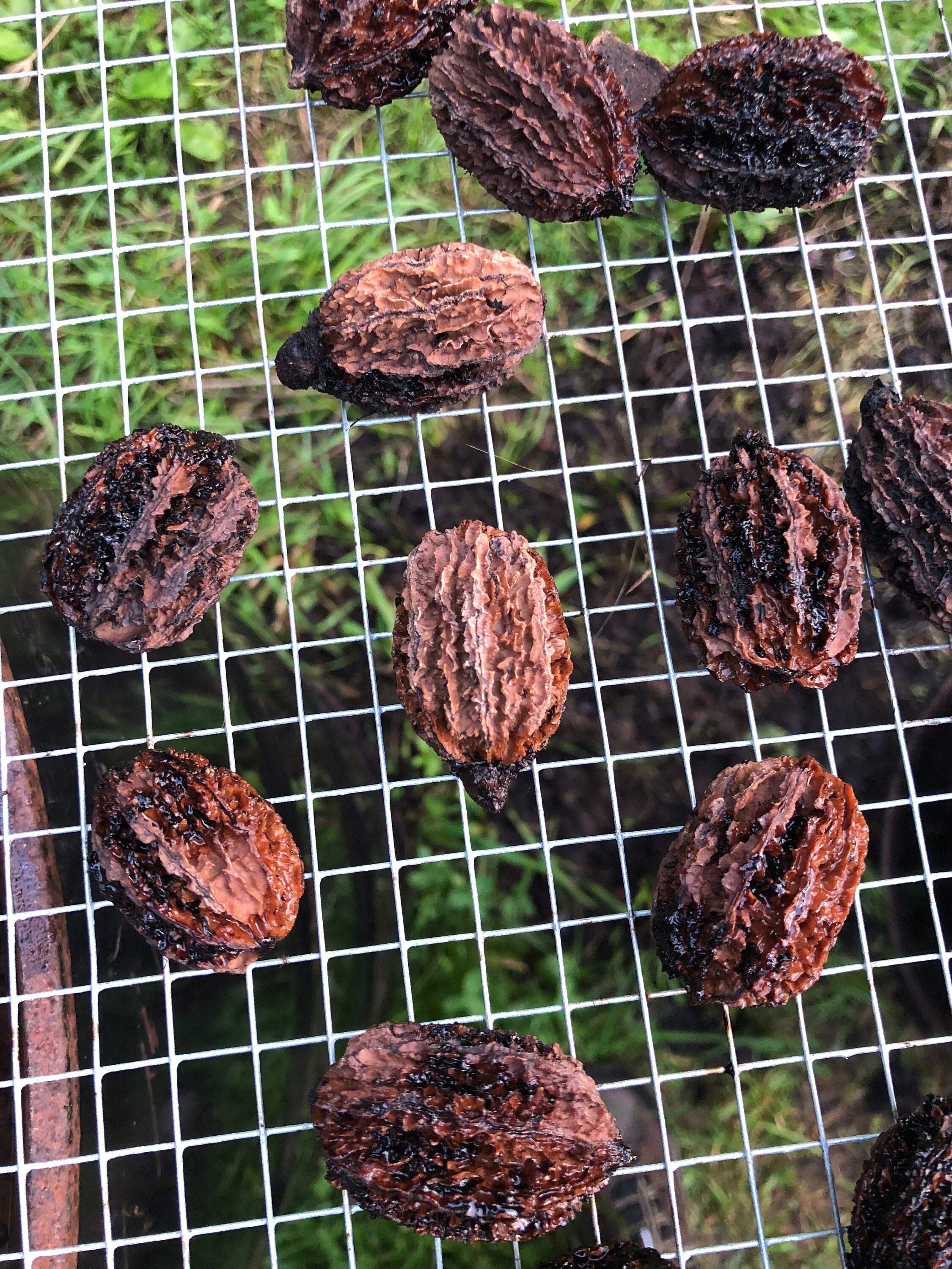 Butternut Tree Seedlings juglans Cinerea - Etsy