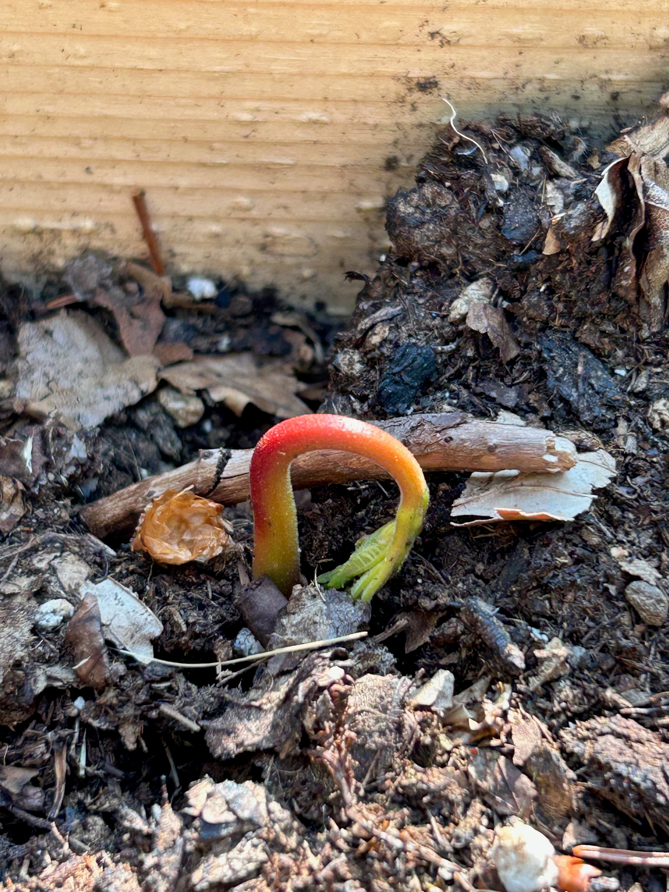 Butternut Tree Seedlings (juglans Cinerea) - Etsy