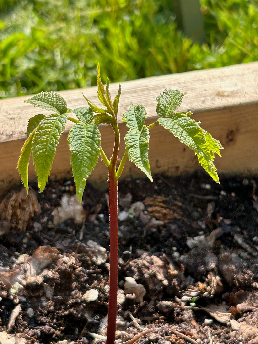 Butternut Tree Seedlings (juglans Cinerea) - Etsy