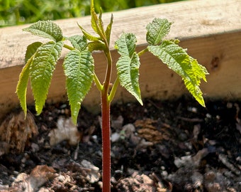 Butternut, Juglans Cinerea, White Walnut, Nut Tree, Shade Tree, Cold ...