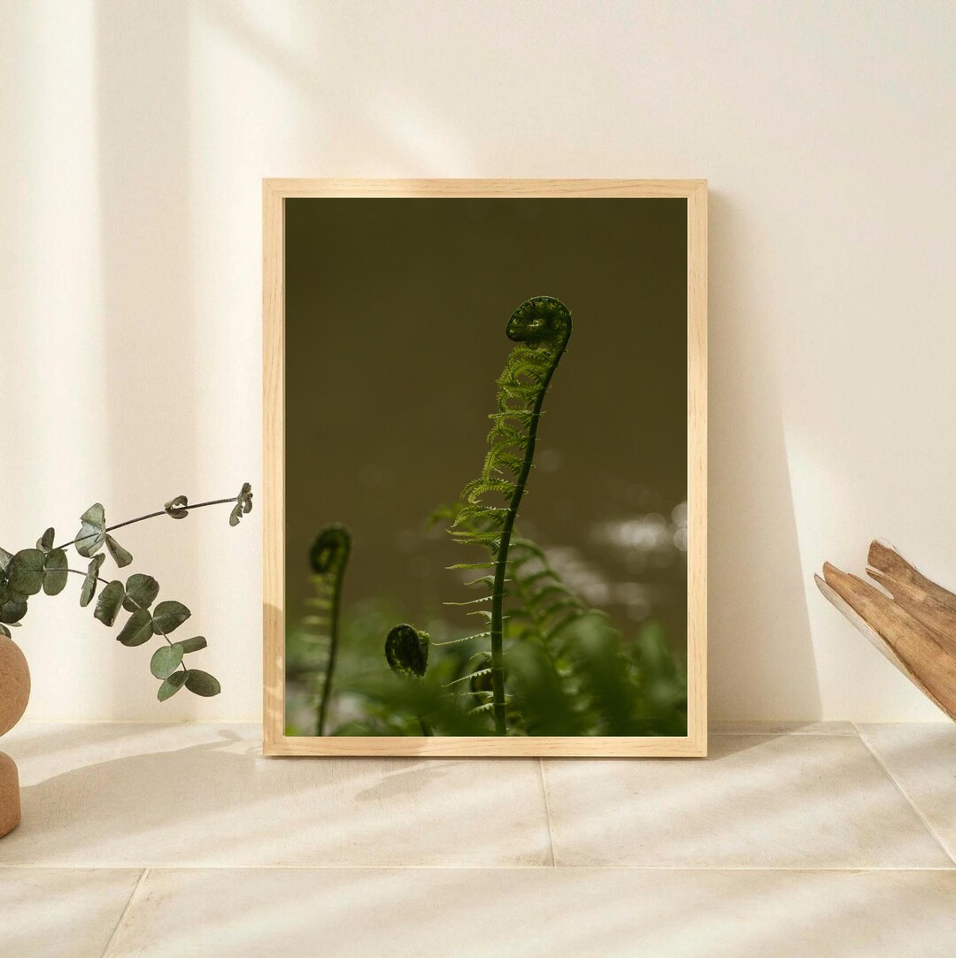 Fiddlehead Fern Print, Original Photography, Wall Decor, UNFRAMED - Etsy
