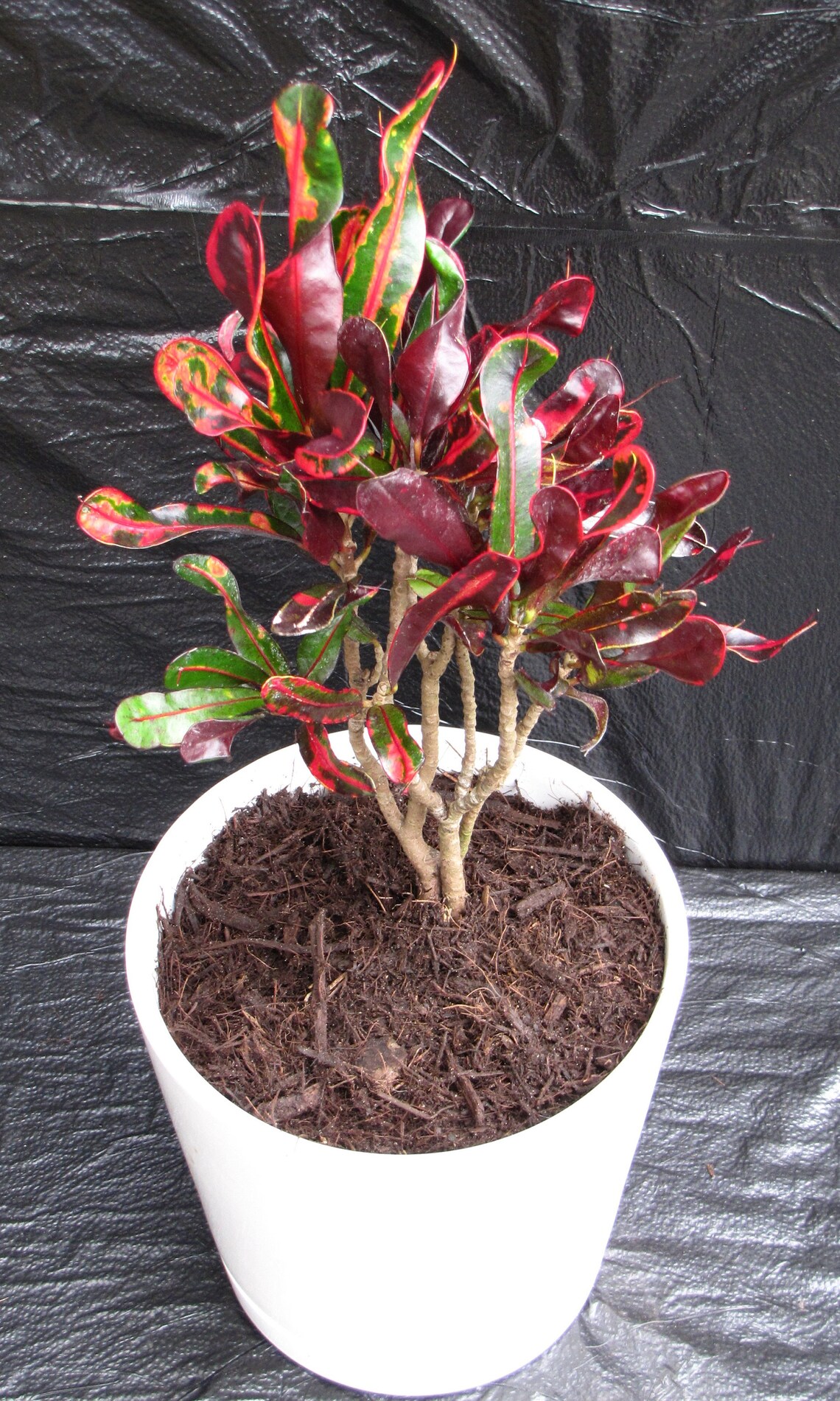 Croton Mammy/mamey 3 Gal. 2-3 Ft. Tall | Etsy