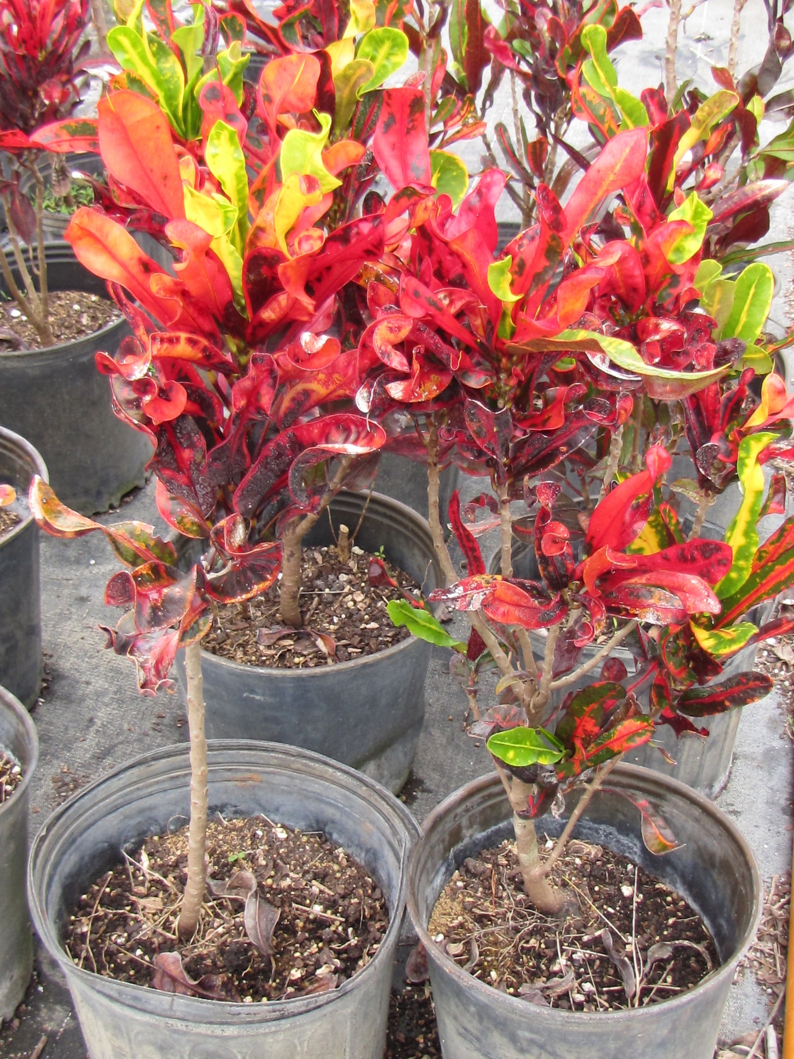Croton Mammy/mamey 3 Gal. 2-3 Ft. Tall | Etsy