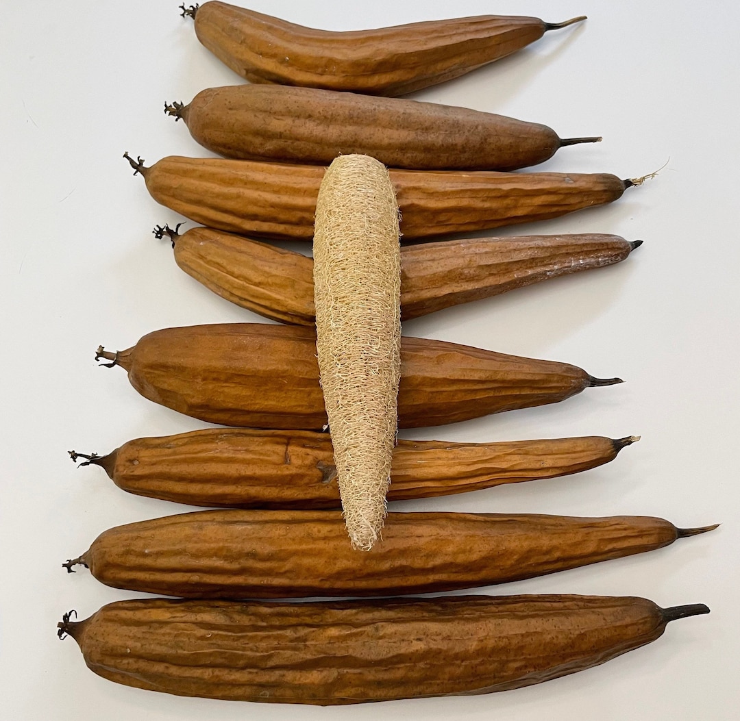 Luffa/loofah Seeds [20-25 Count] - Etsy