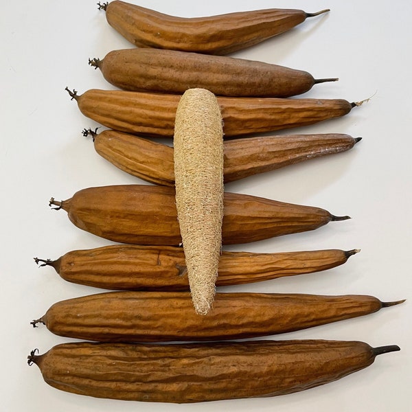 Luffa Seeds - Etsy