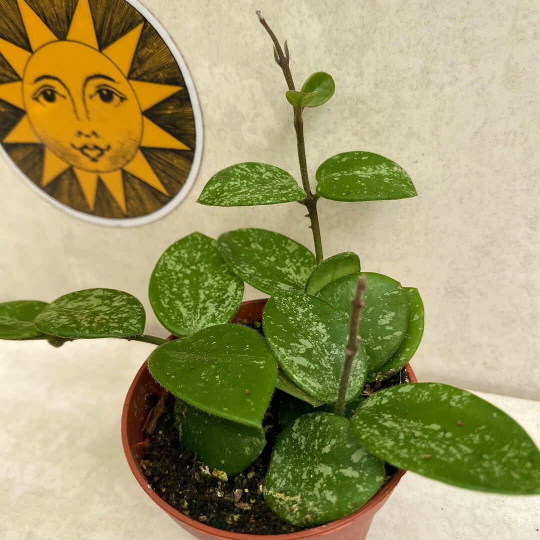 Hoya 'mathilde Splash' Heart Shaped Mini Rare Hoya Flowering Indoor ...
