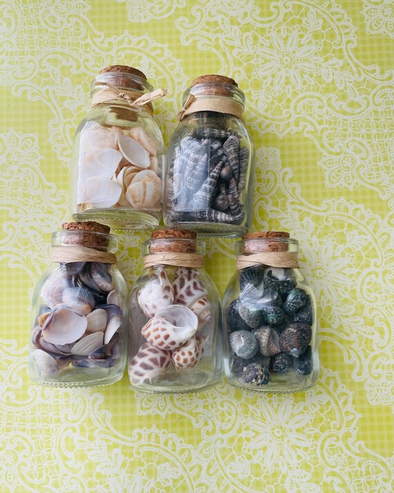 Small Seashells in a Bottle Decorative Shells for Beach Theme - Etsy