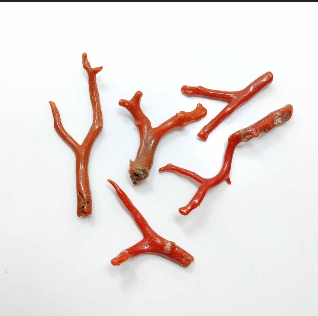 5 Piece of Italian Coral Branch Coral Stick Red Coral Coral Reef ...