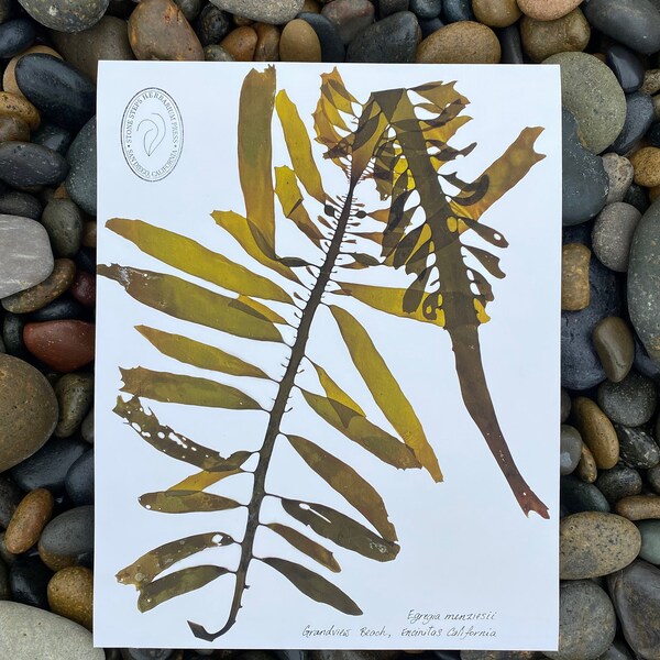 Seaweed Print - Etsy