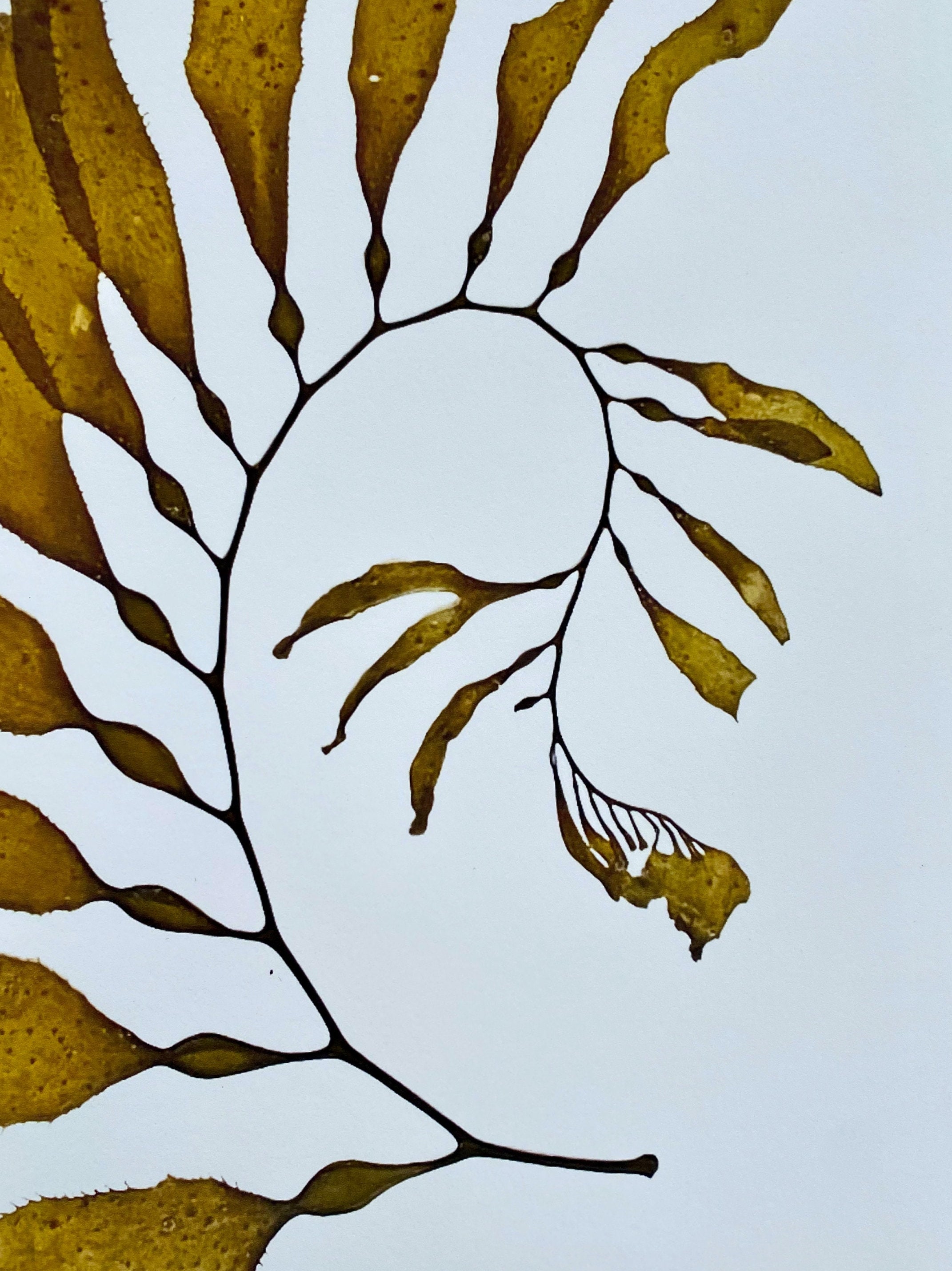 Pressed Seaweed Print - Giant Kelp #3 (medium) - Etsy
