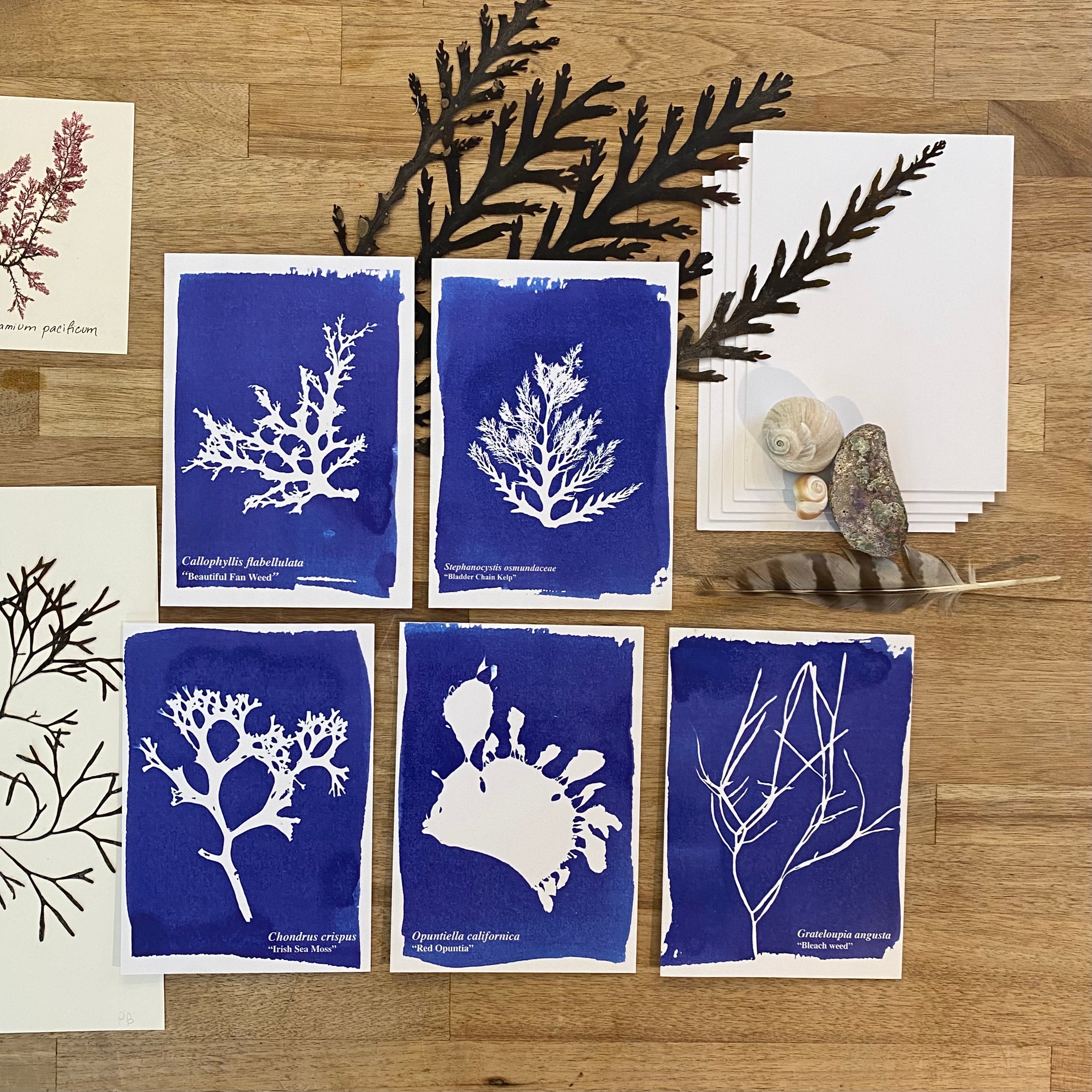 Seaweed Cyanotype Print Greeting Cards - Set of 5 - Etsy