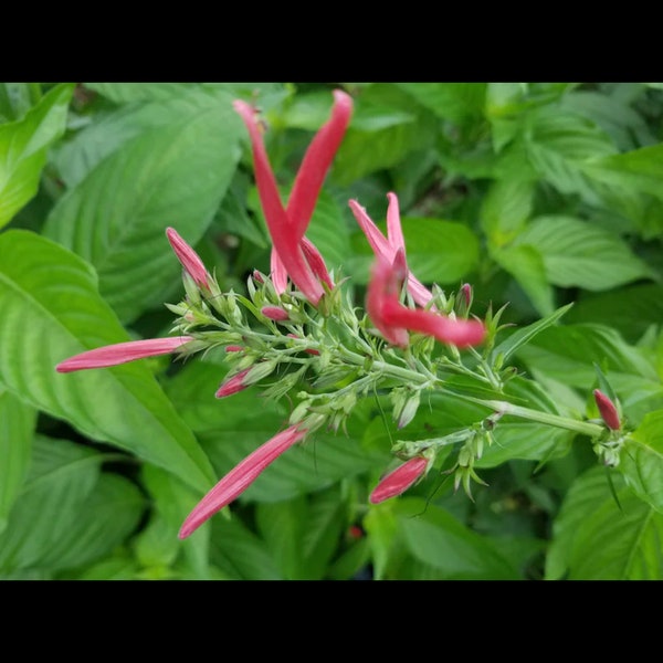 Insulin Plant - Etsy