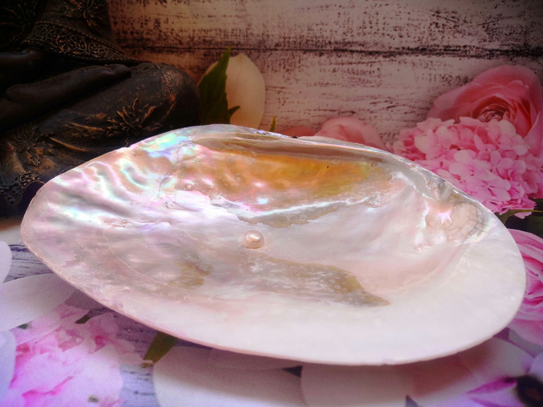 Mother of Pearl Shell With Pearl, Approx. 14/16 Cm, Incense Burner ...