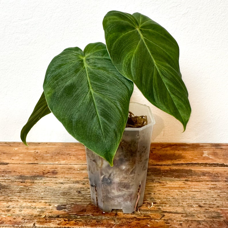 Philodendron Fibrosum Rare Plant Climbing Aroid - Etsy